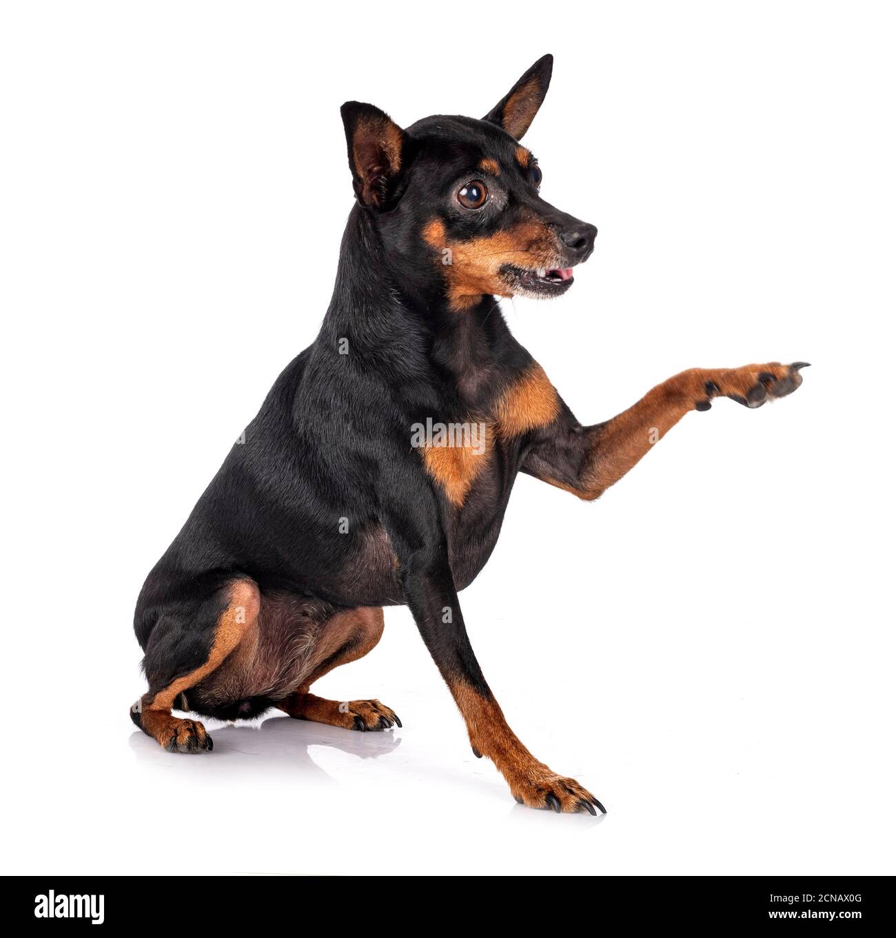 miniature pinscher, in front of white background Stock Photo - Alamy