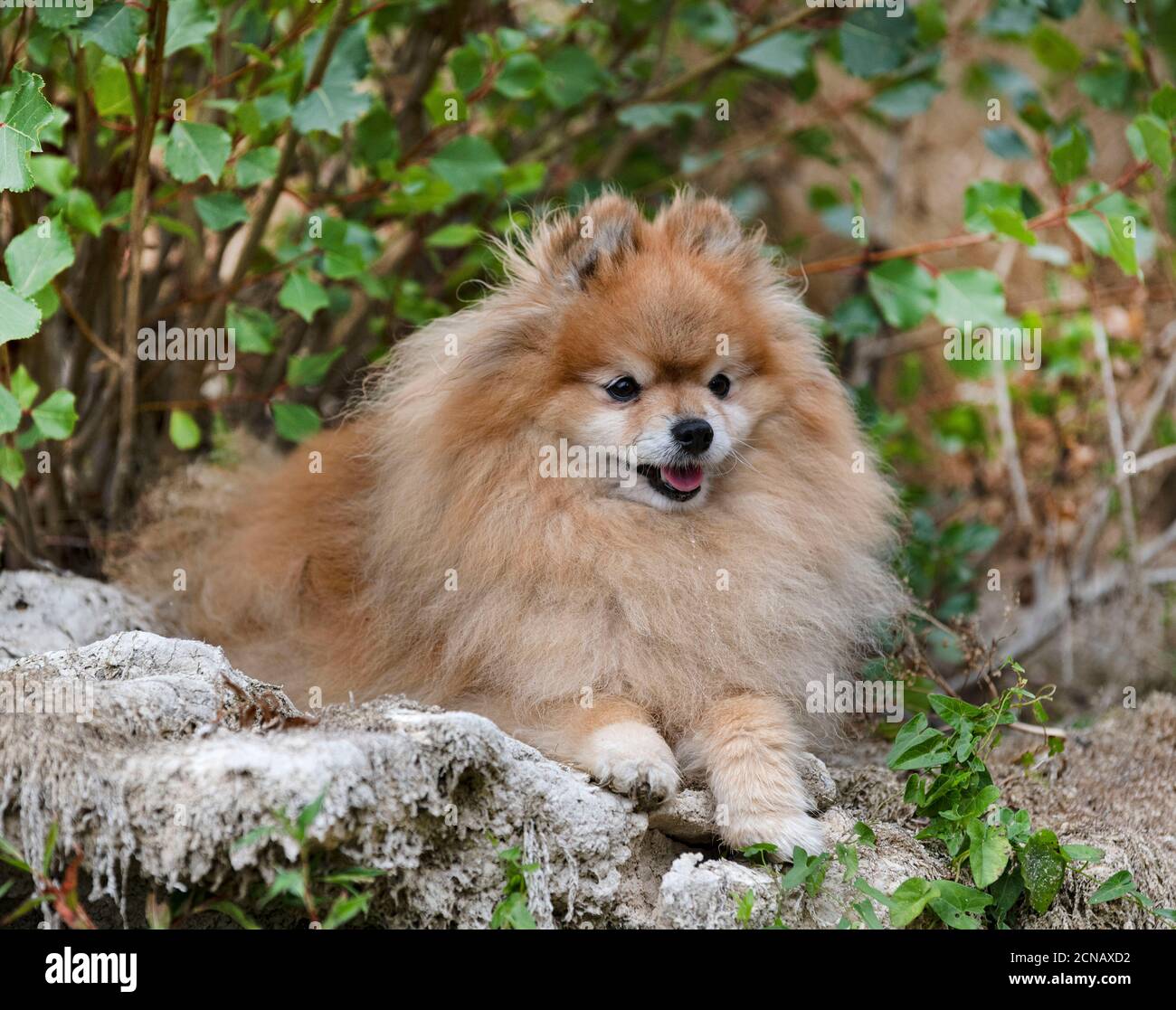 young pomeranian, picture in the nature, in autumn Stock Photo - Alamy