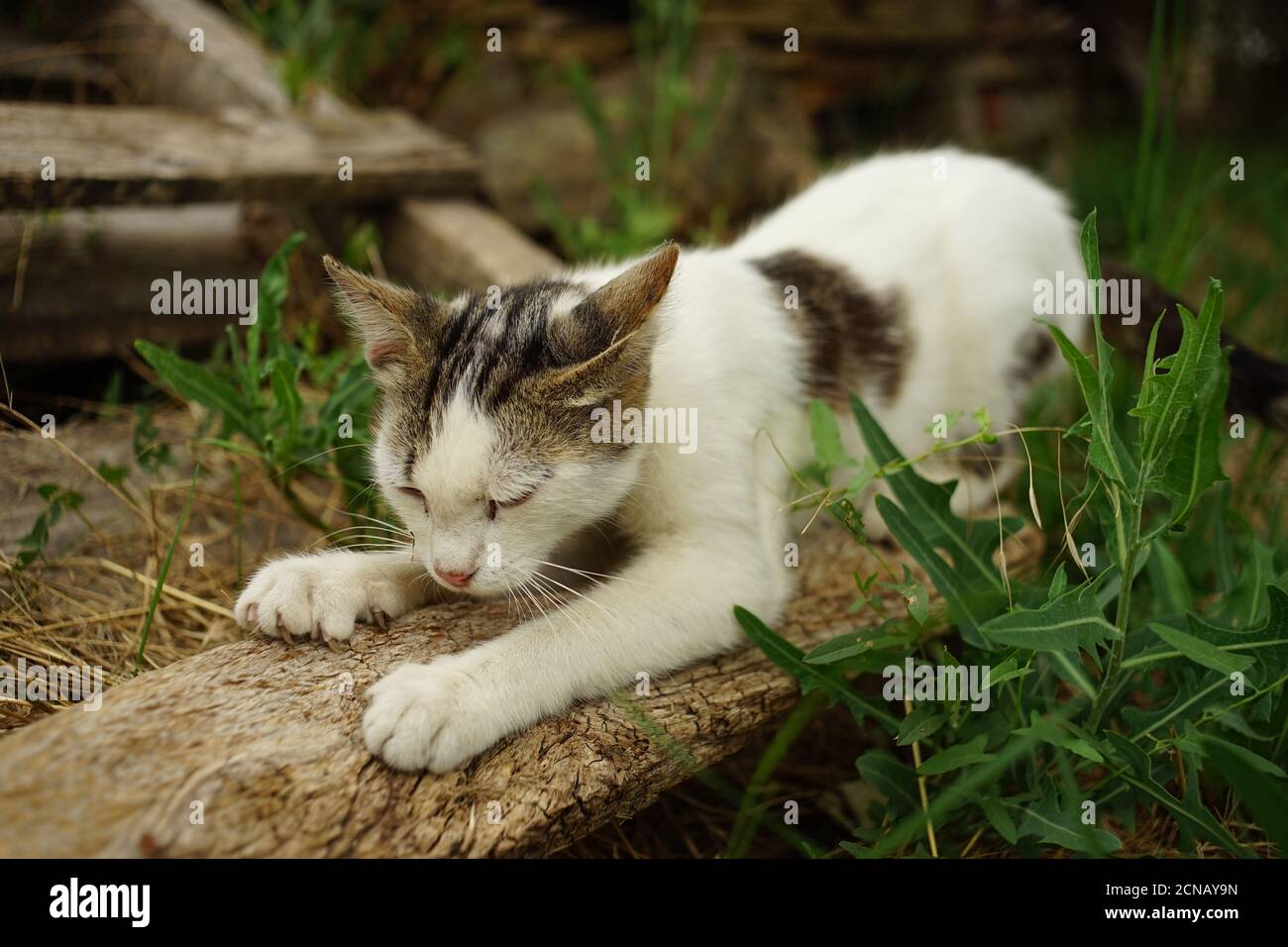 Sharpening the claws hi-res stock photography and images - Alamy