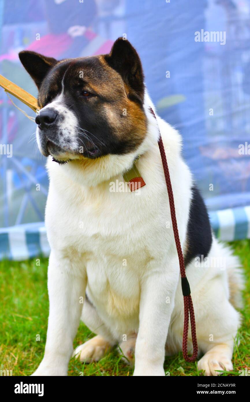 Dog breeds American Akita on a walk on a summer day Stock Photo - Alamy