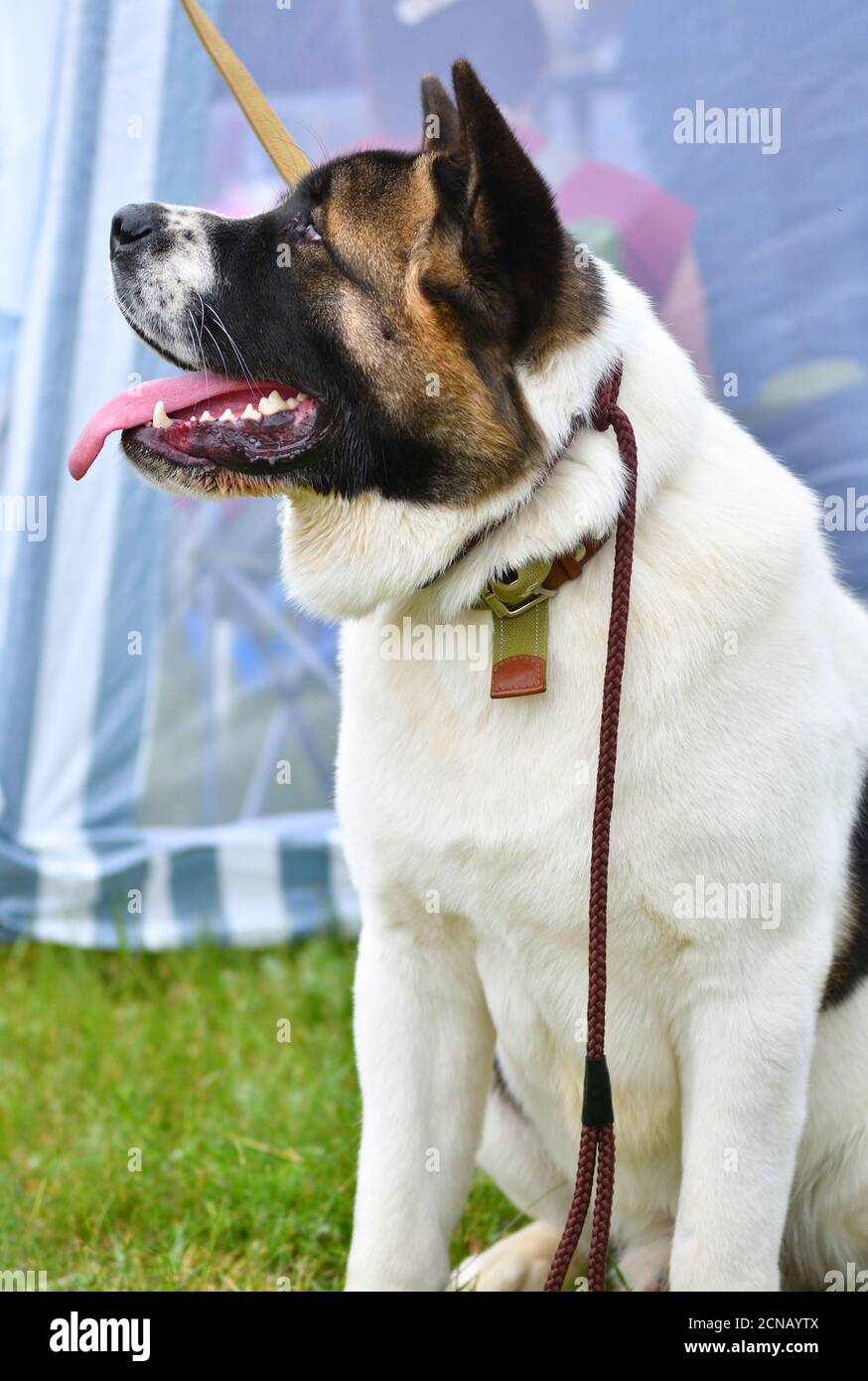 Dog breeds American Akita on a walk on a summer day Stock Photo - Alamy