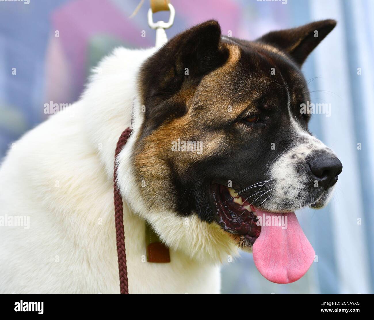 Dog breeds American Akita on a walk on a summer day Stock Photo - Alamy