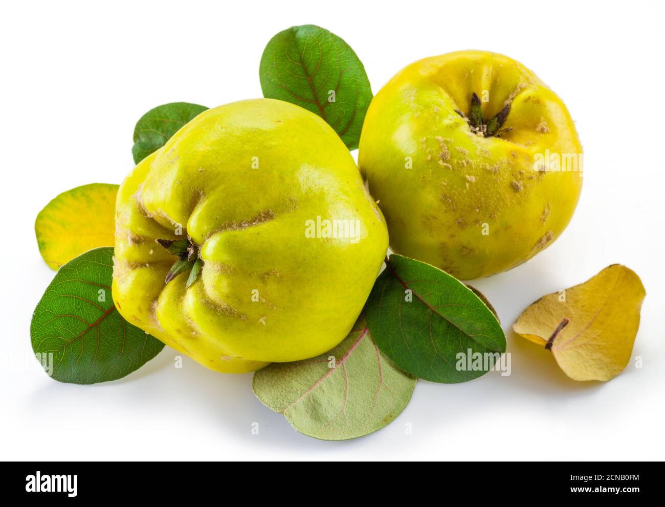 Ripe golden yellow quince fruits isolated on white background. Small ...