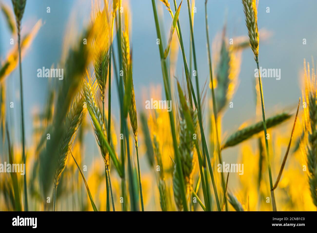 Wheat field rural hi-res stock photography and images - Alamy