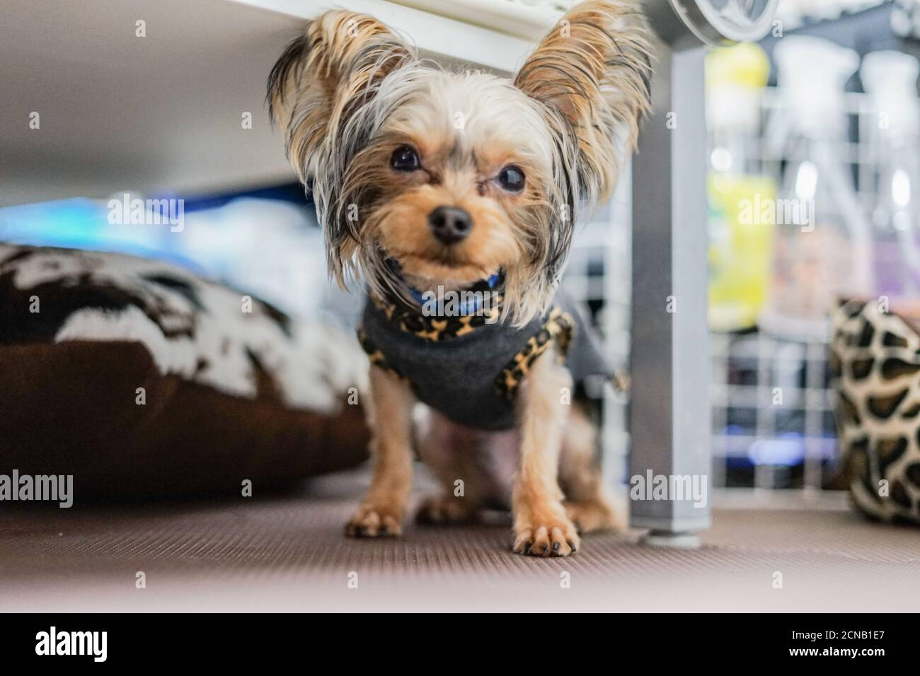 Companion animals hi-res stock photography and images - Alamy