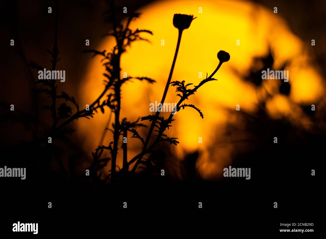 african themed background Stock Photo - Alamy