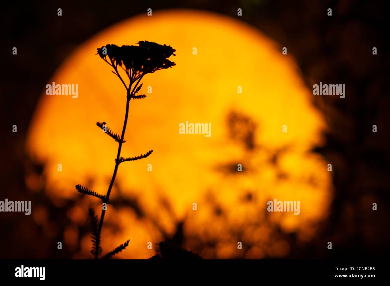 African themed background hi-res stock photography and images - Alamy