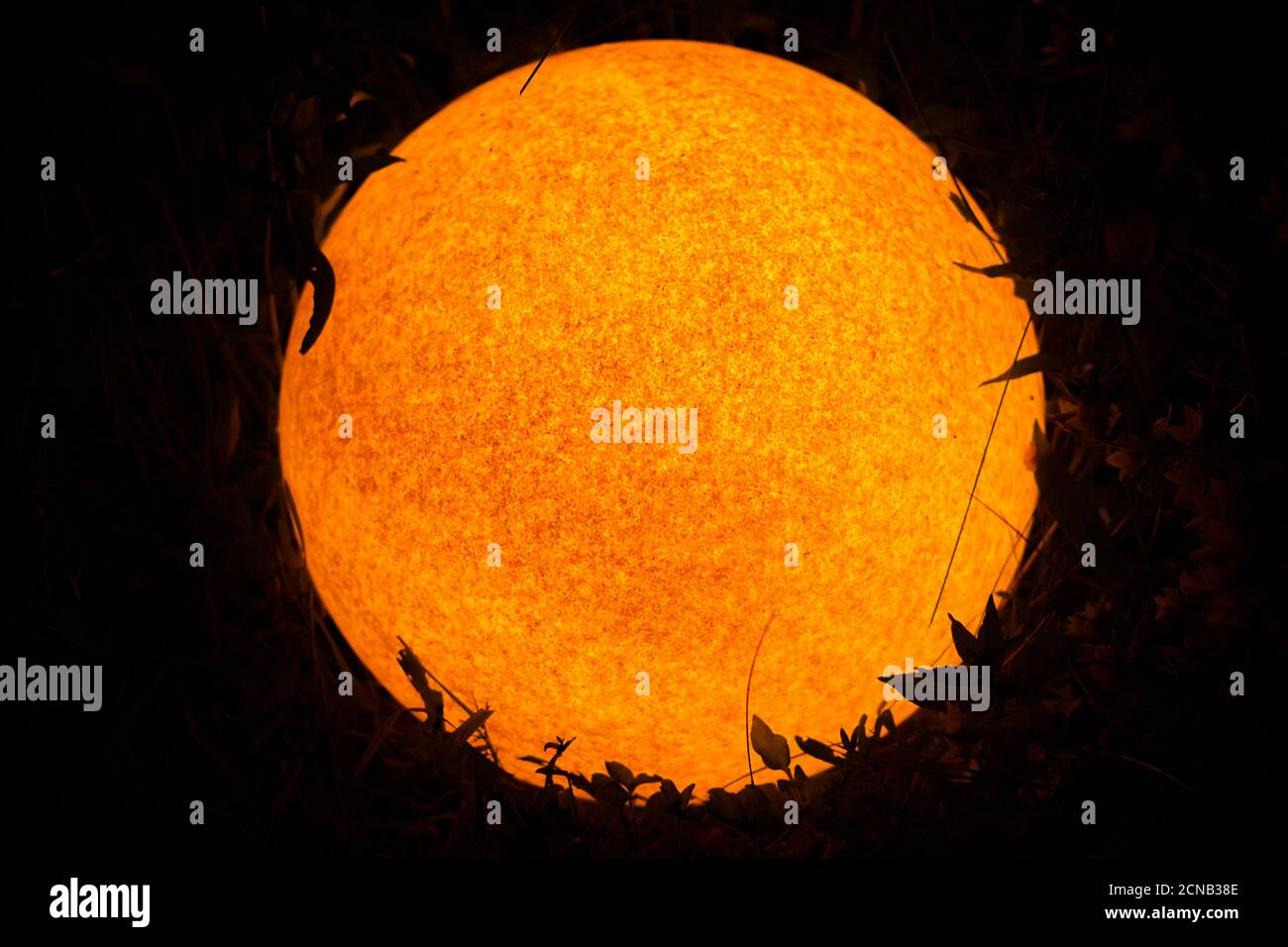 The night plants hi-res stock photography and images - Alamy