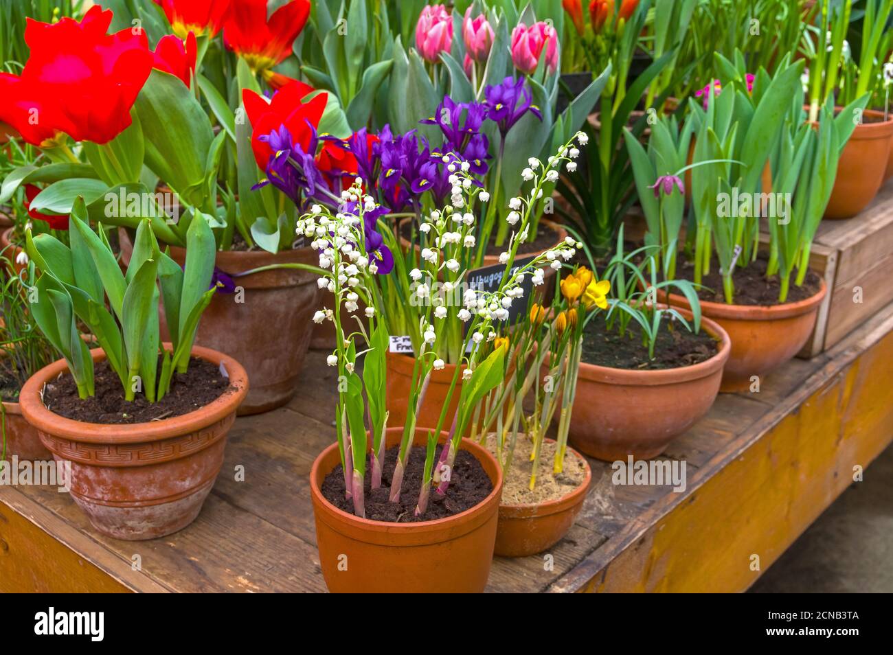 Beautiful bright multi-colored flowers Stock Photo - Alamy