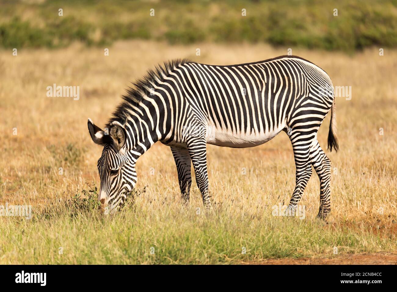 Grevy zebra hi-res stock photography and images - Alamy