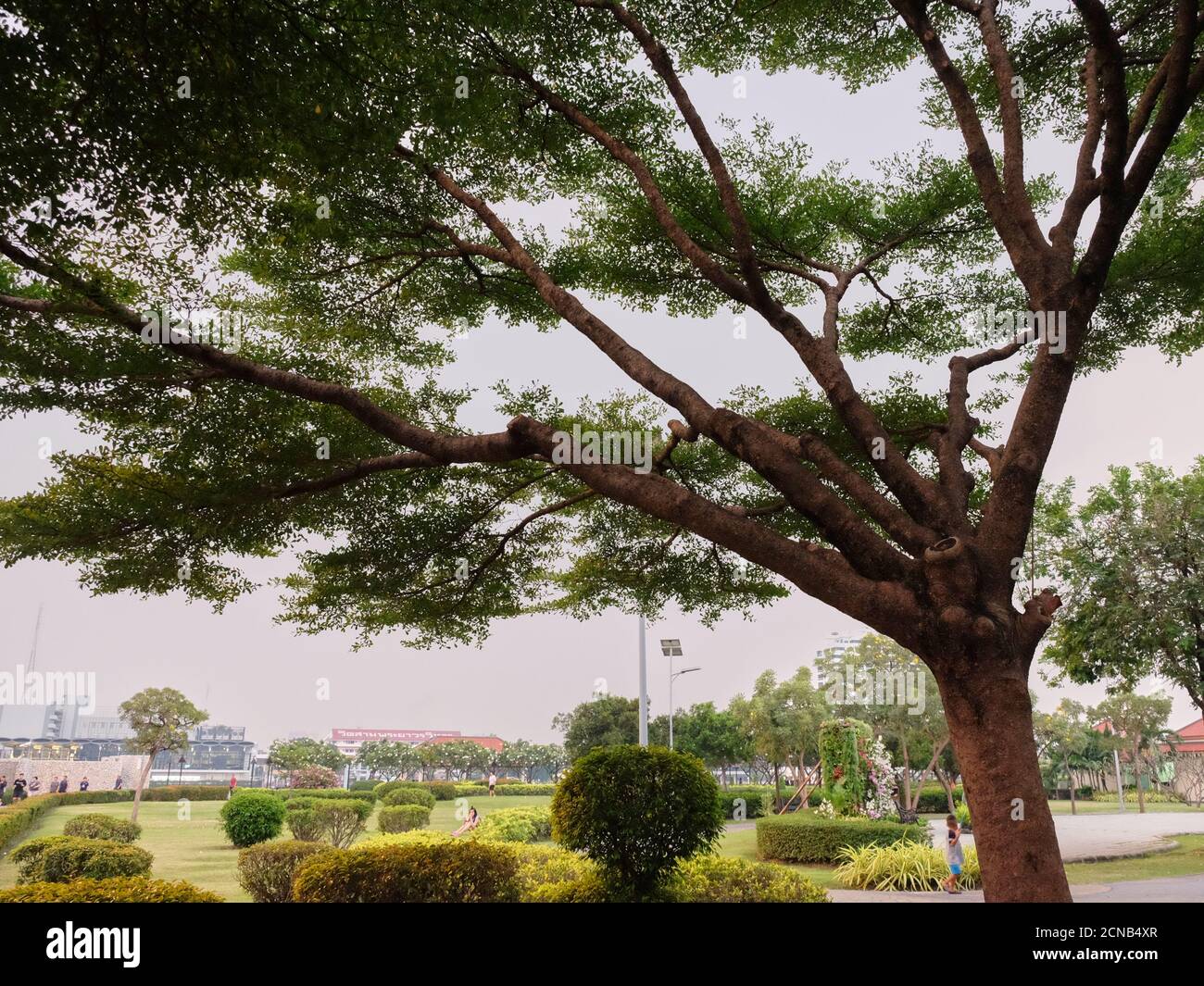 Bangkok, Thailand, December 28, 2018. A large branchy tree in the city ...