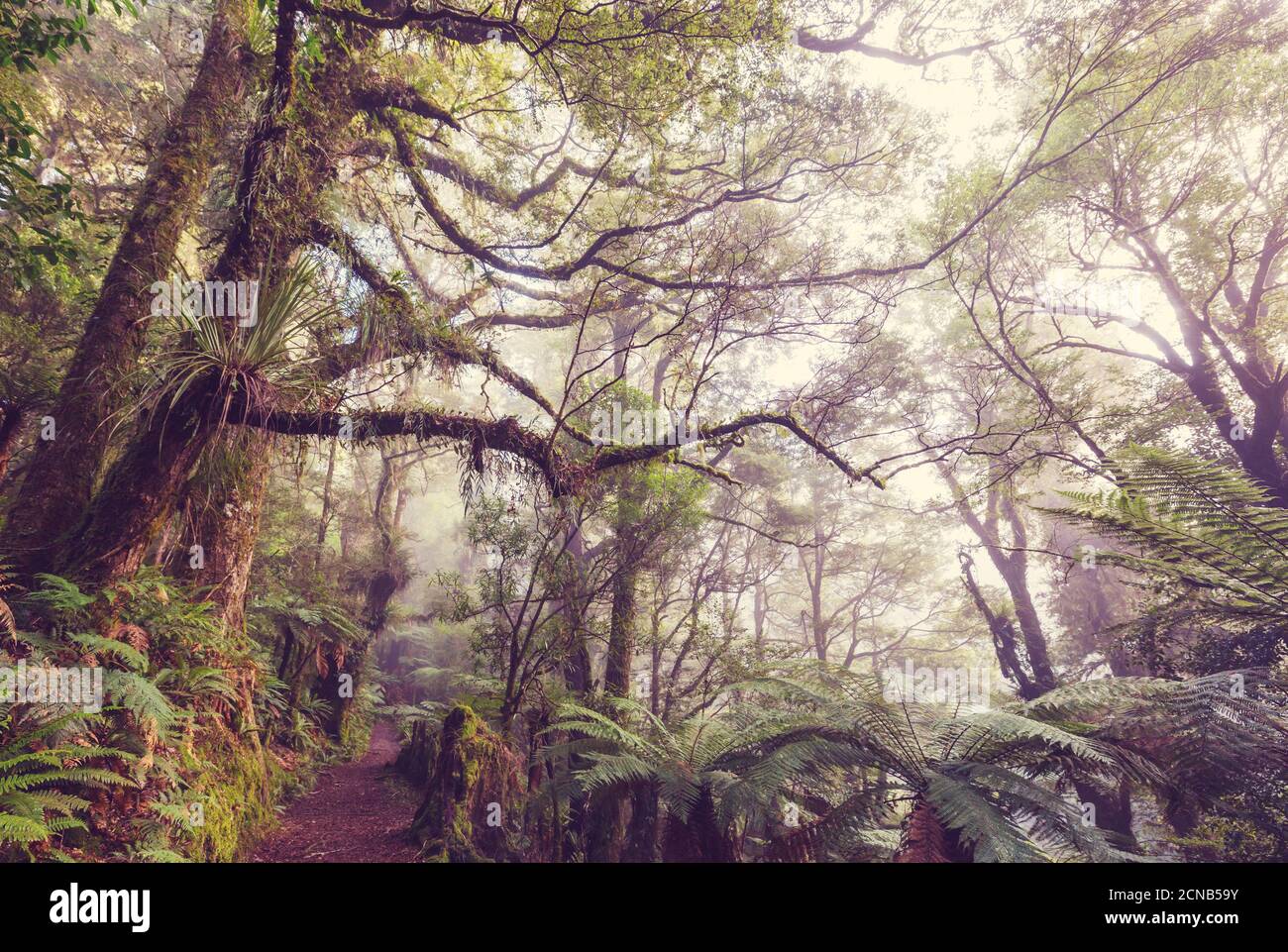 New Zealand forest Stock Photo - Alamy