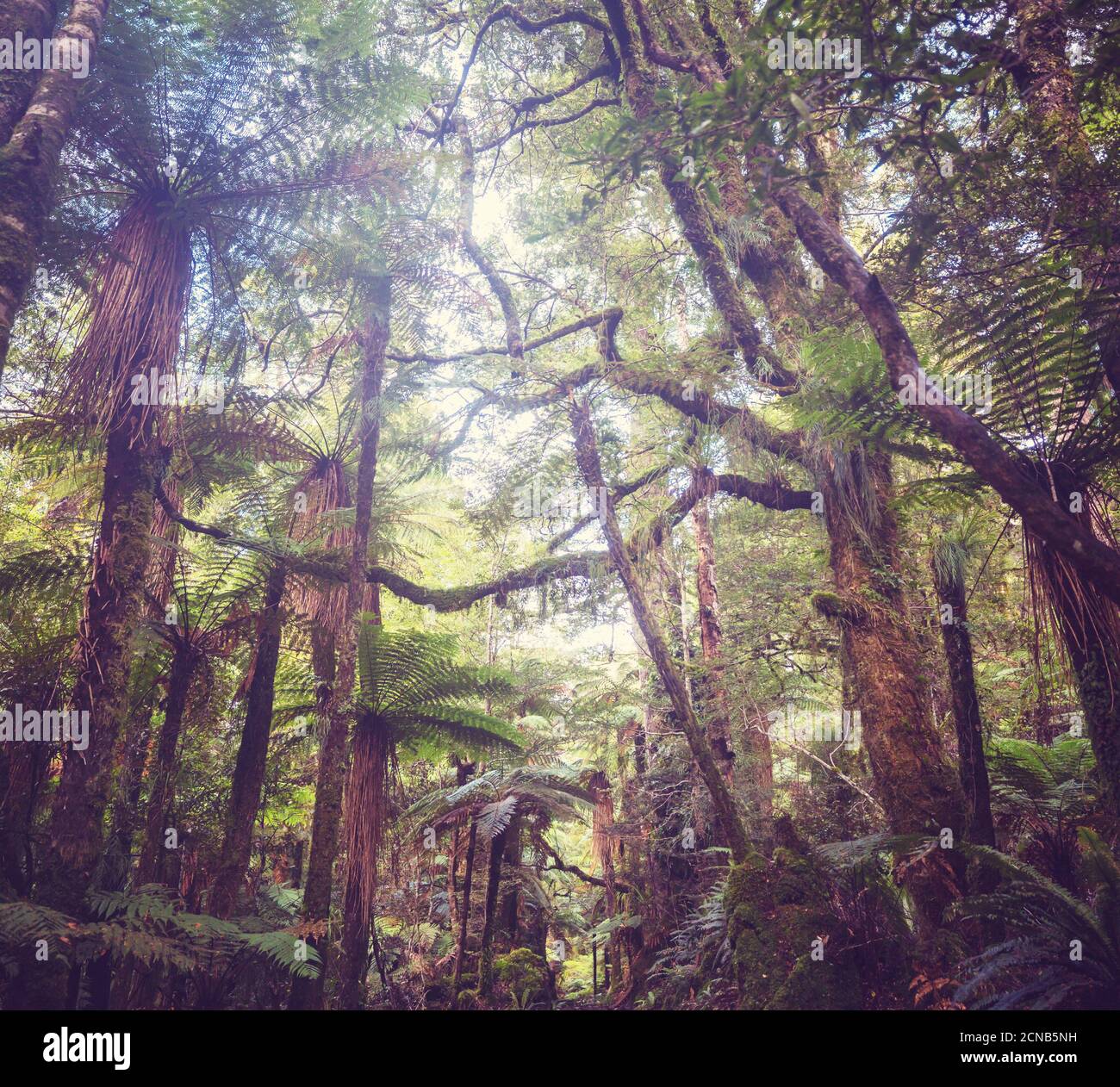 New Zealand forest Stock Photo - Alamy