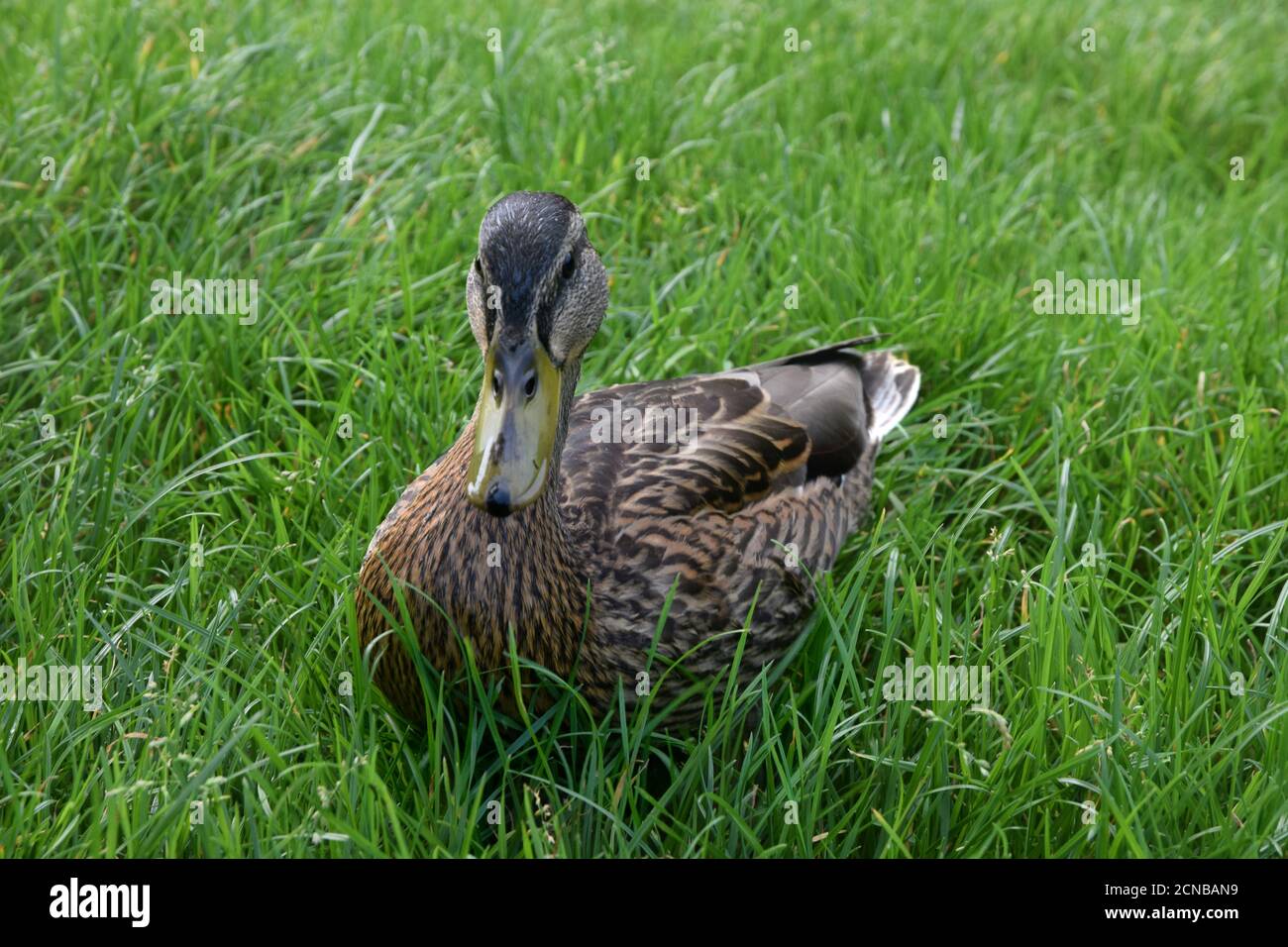 Female mallard duck detail hi-res stock photography and images - Alamy