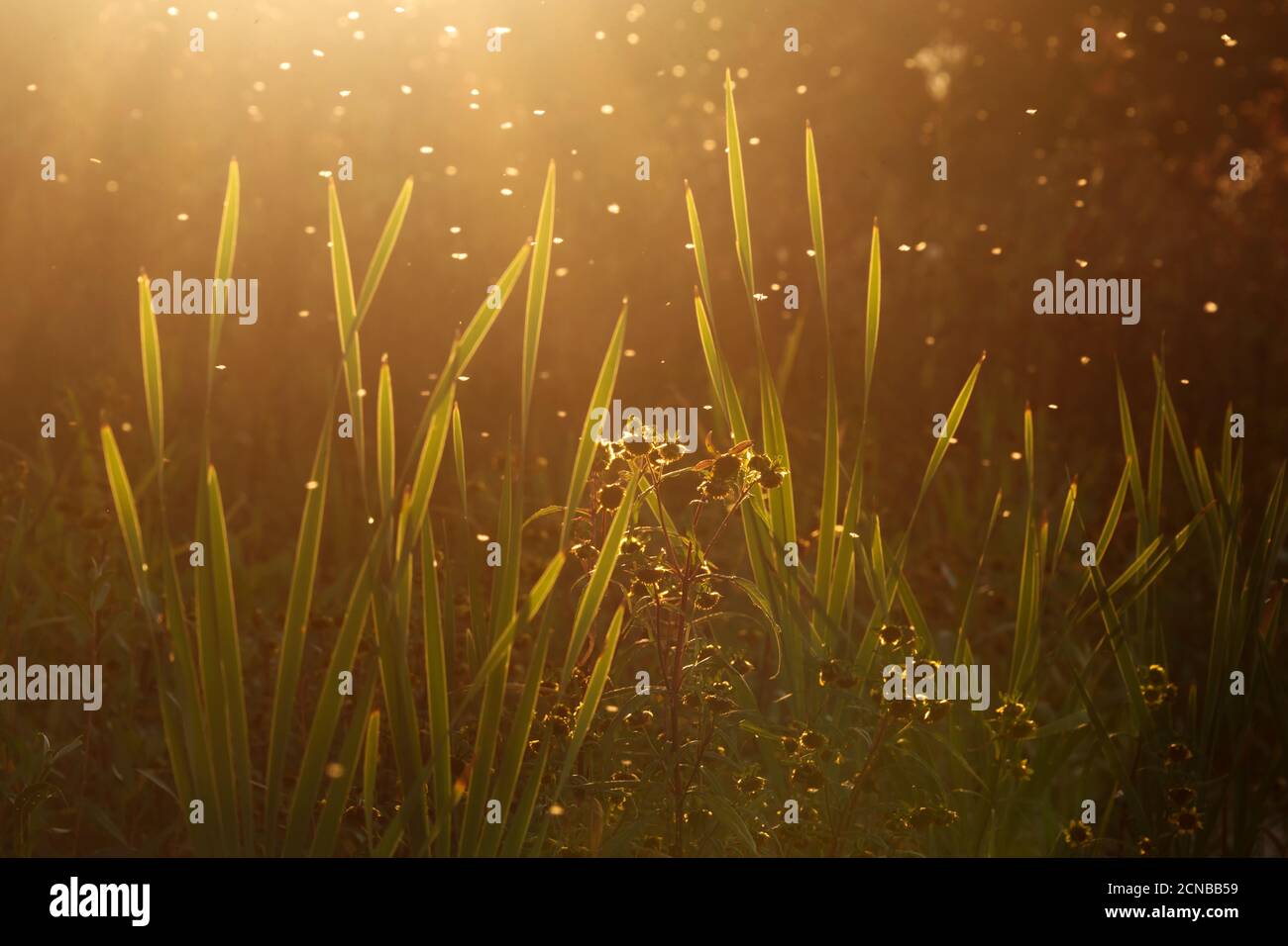 Swarm of midges hi-res stock photography and images - Alamy