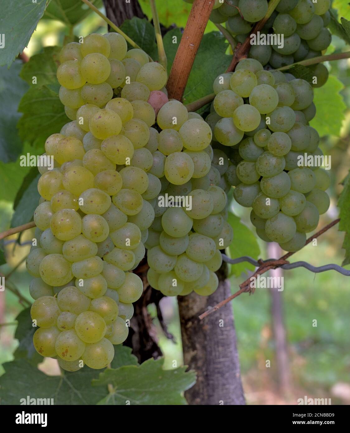 WHITE WINE GRAPES FROM CROATIA, KNOWN AS GRASEVINA Stock Photo - Alamy