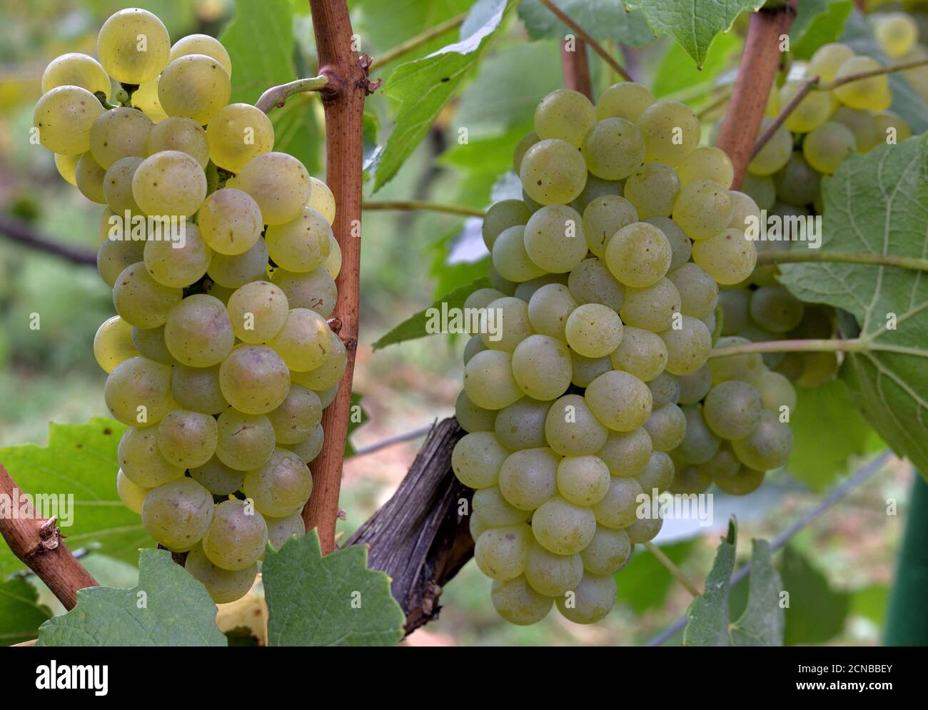 WHITE WINE GRAPES FROM CROATIA, KNOWN AS GRASEVINA Stock Photo - Alamy
