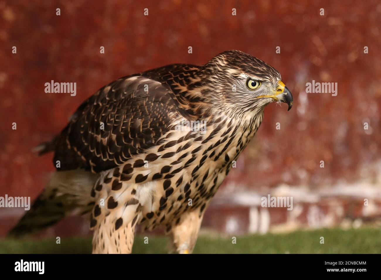 Close-up portrait of a beautiful and healthy falcon Stock Photo - Alamy