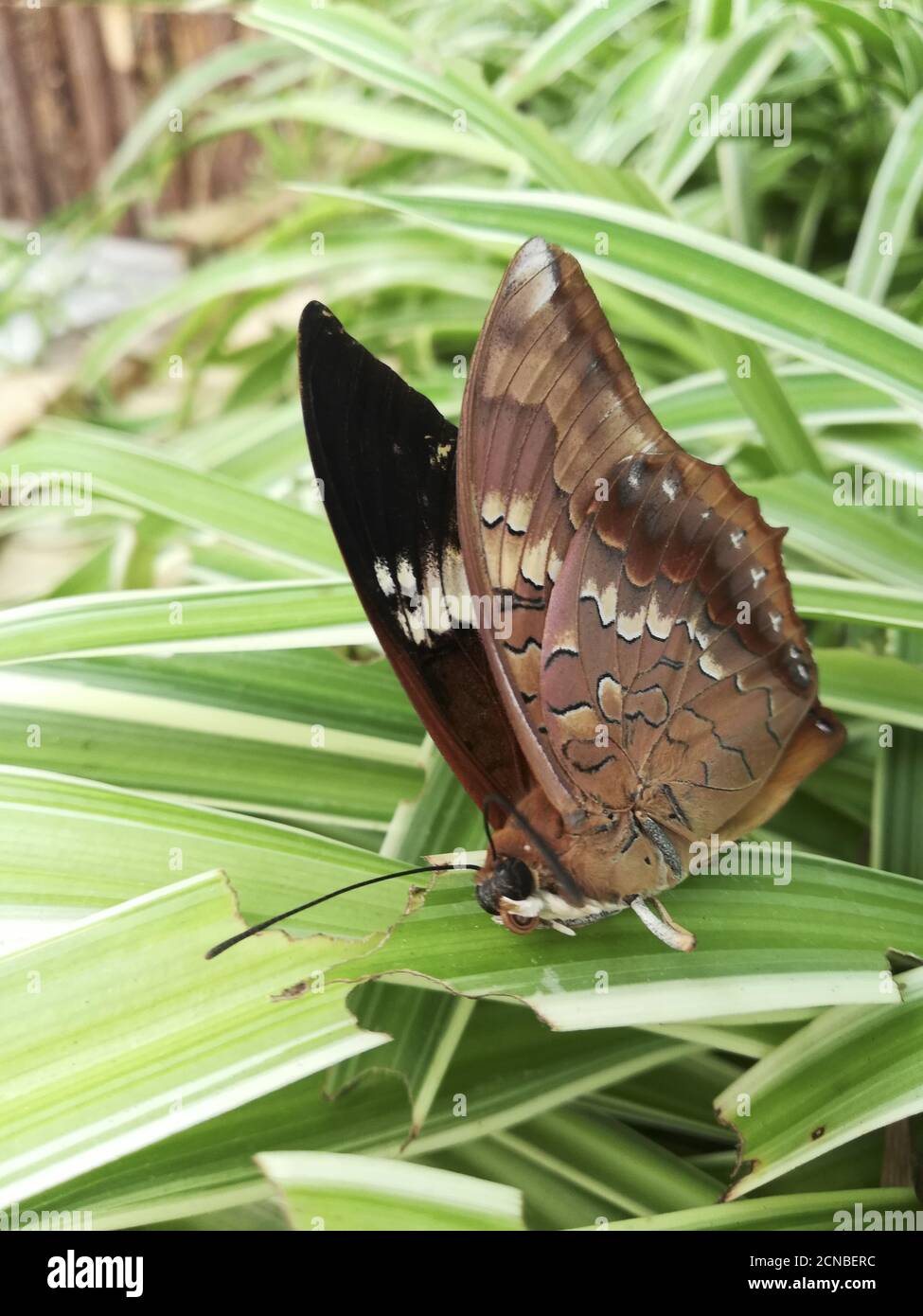 Live butterfly hi-res stock photography and images - Alamy
