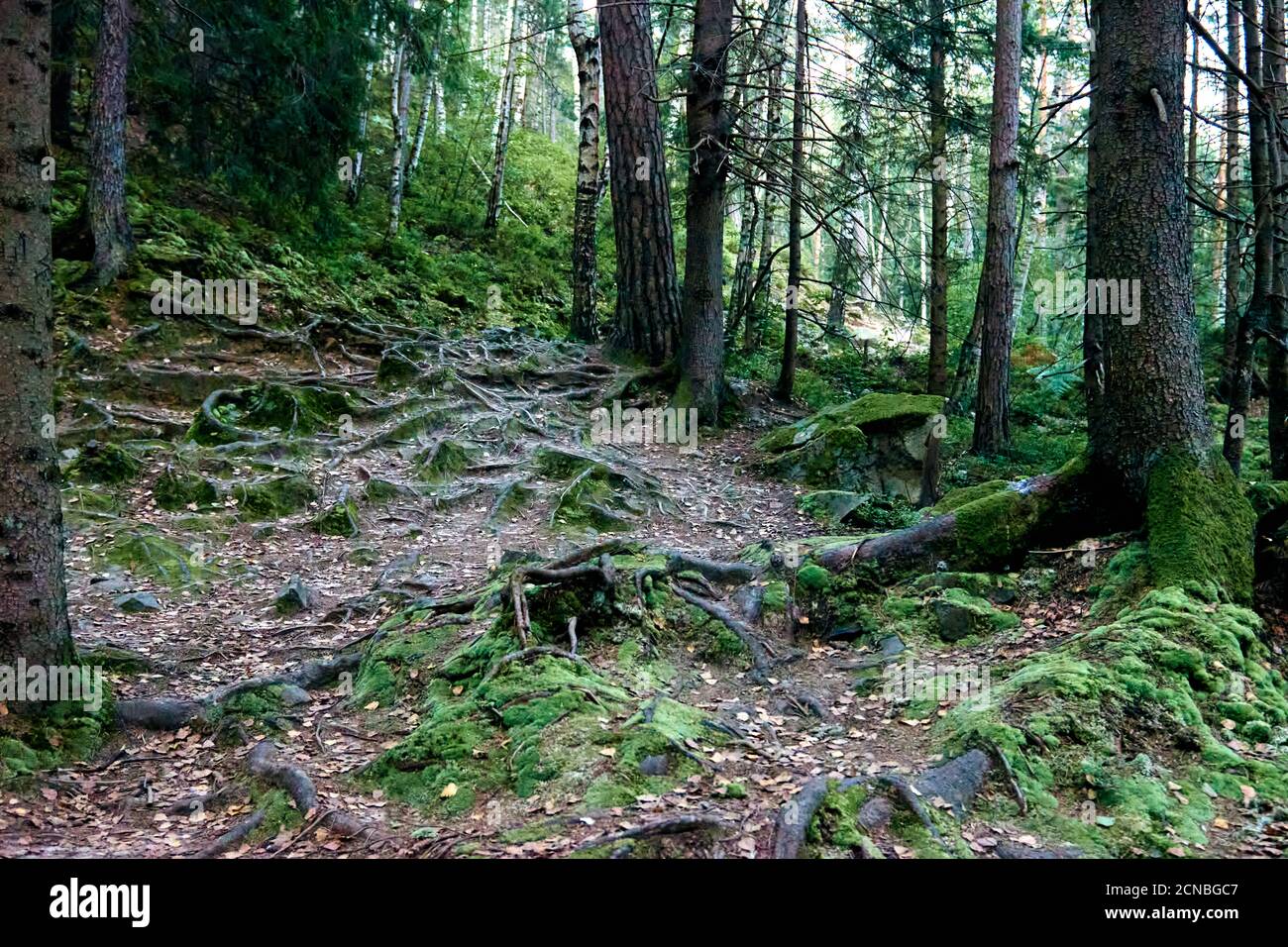 Walking around colorful shoes hi-res stock photography and images - Alamy