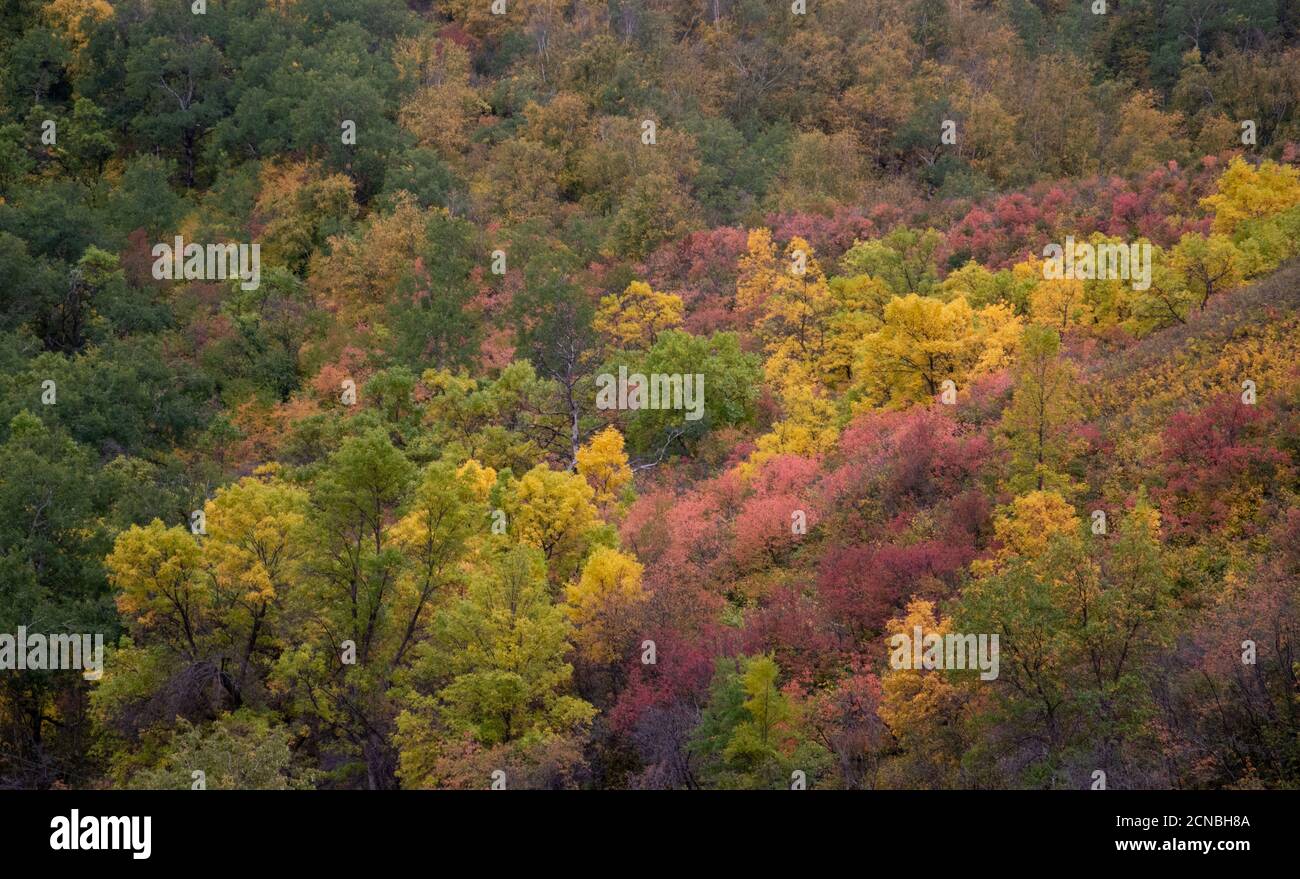 Fall colours in the Lower Qu'Appelle Valley in the southeastern part of ...