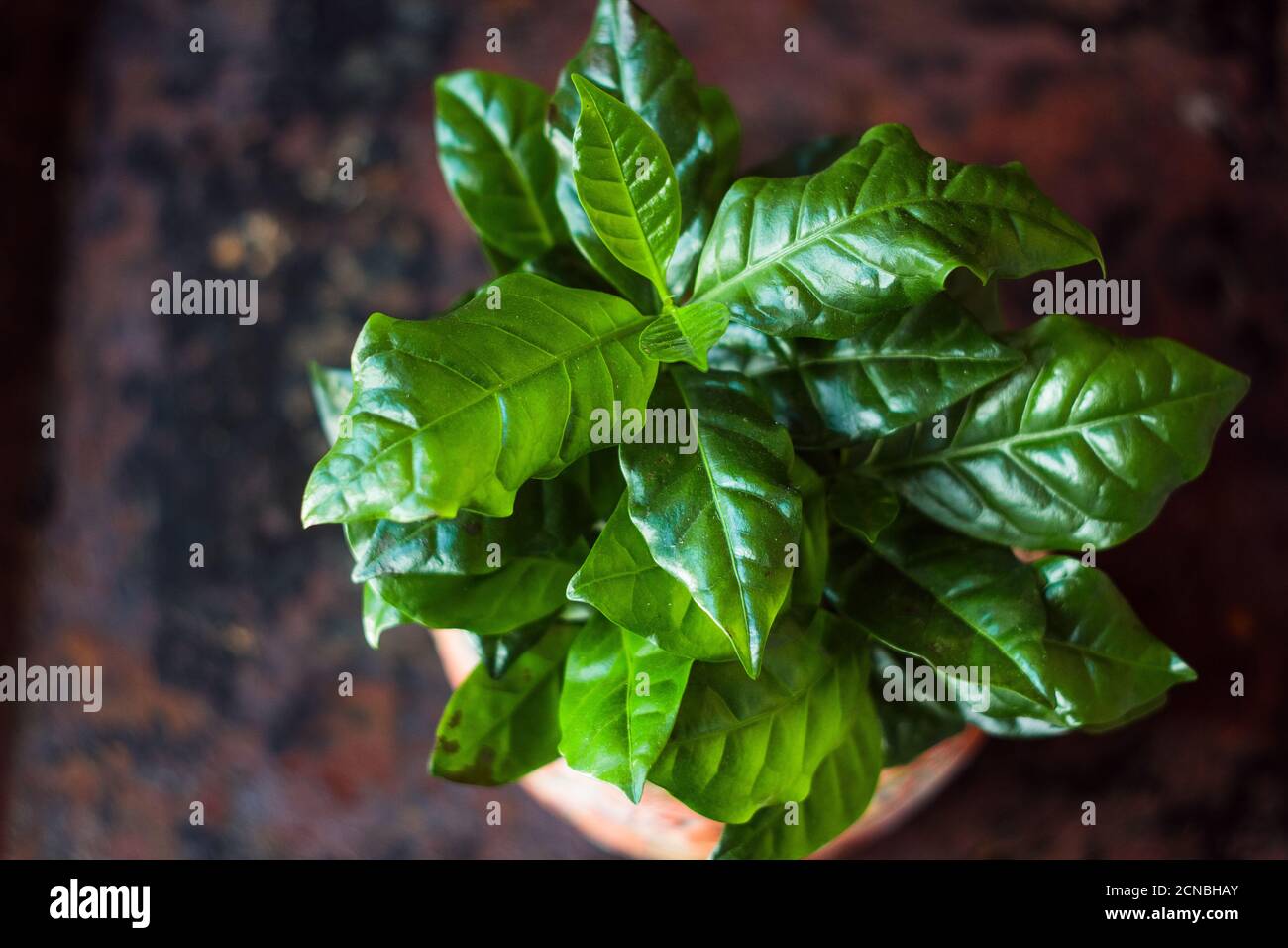 Coffea arabica - coffee plant in a flower pot Stock Photo - Alamy