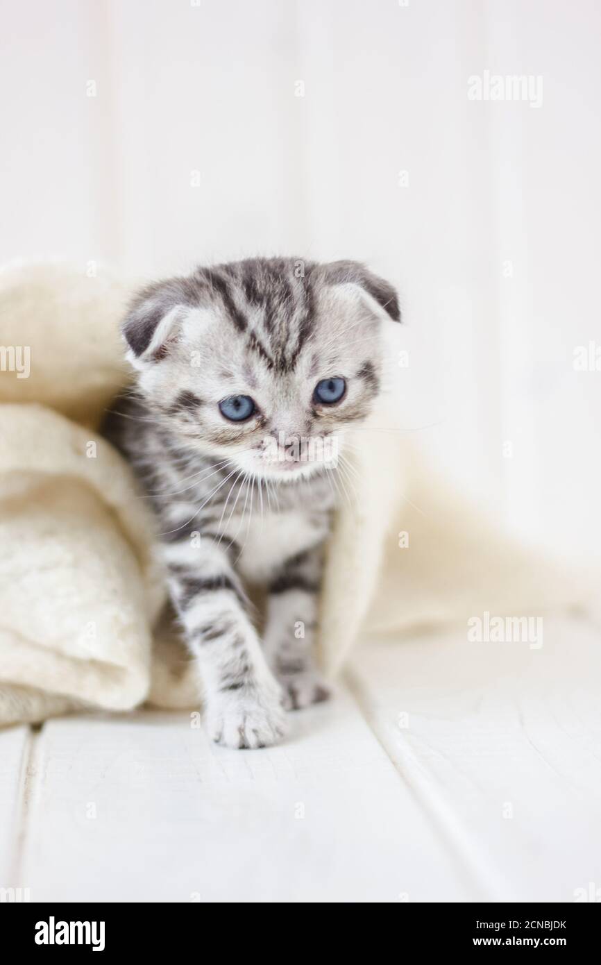 Little adorable kitten walking on the white floor Stock Photo - Alamy