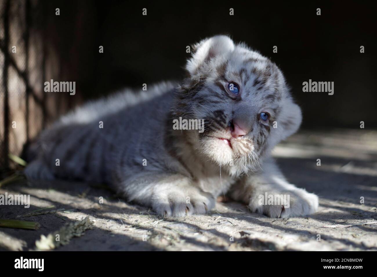 Newborn tiger cub hi-res stock photography and images - Alamy