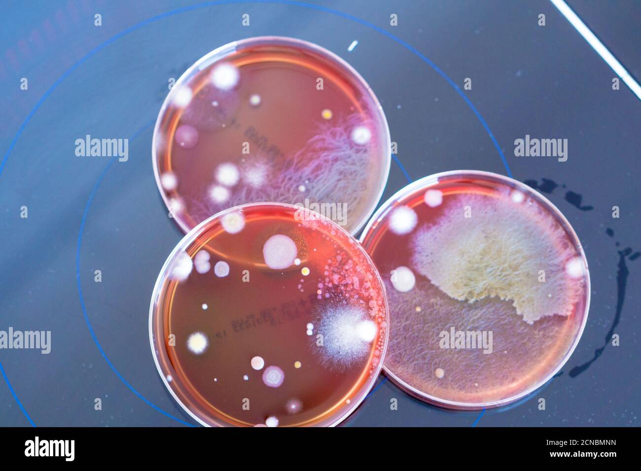 petri dishes with colonies of microorganisms in a biological laboratory ...