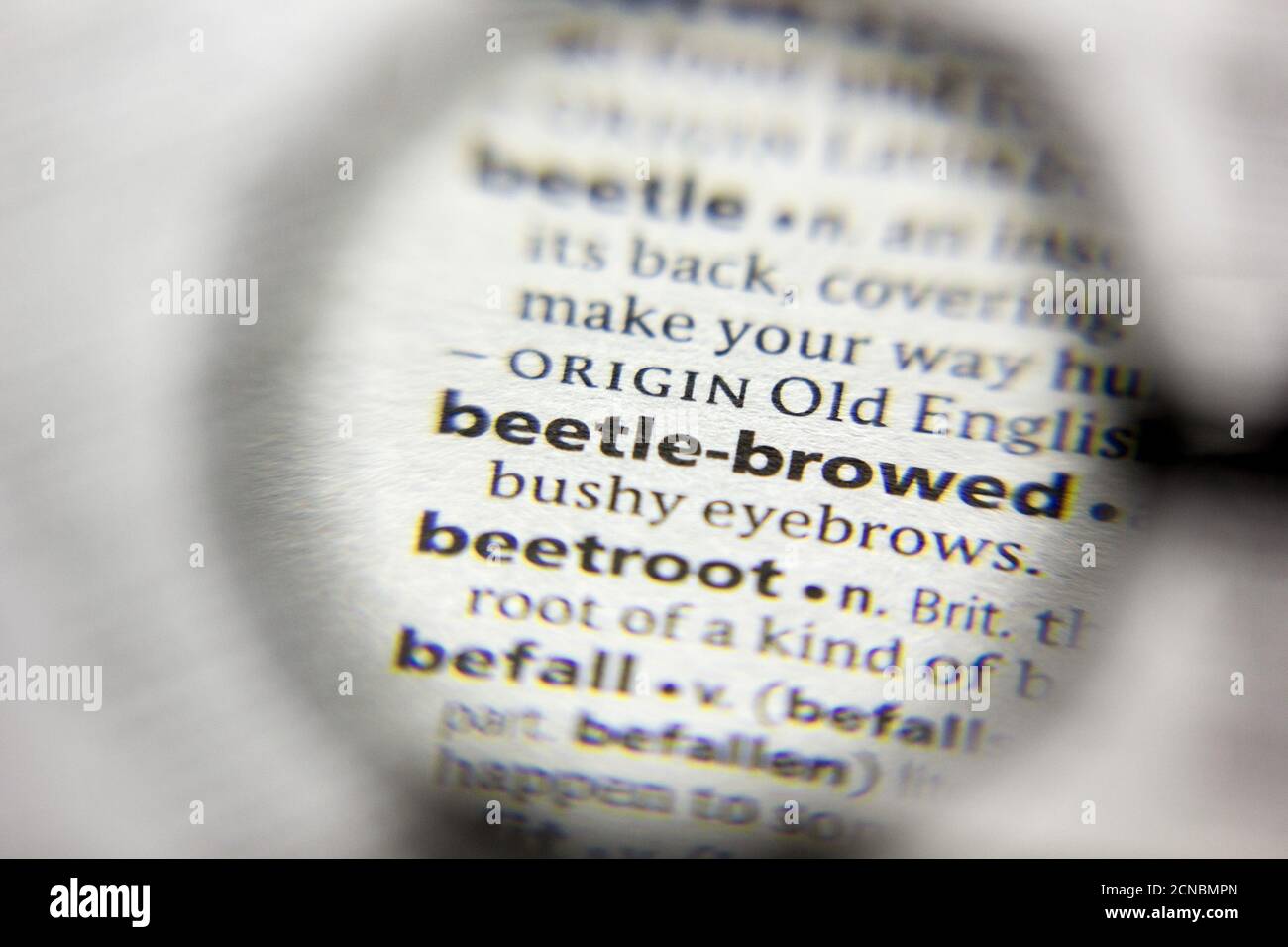 The word or phrase Beetle-browed in a dictionary Stock Photo - Alamy