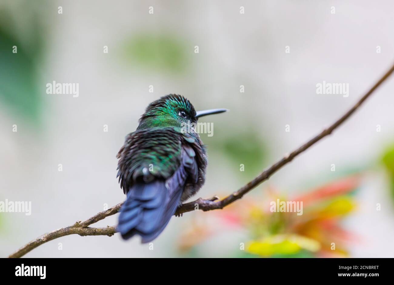 Costa kolibri hi-res stock photography and images - Alamy