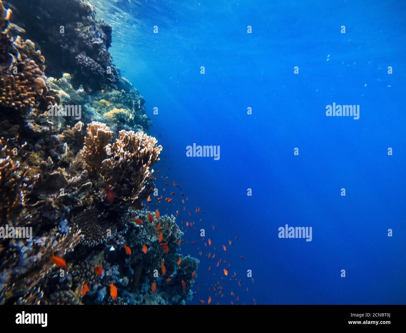 Underwater scene with coral reef in the Red Sea and rays of the sun ...