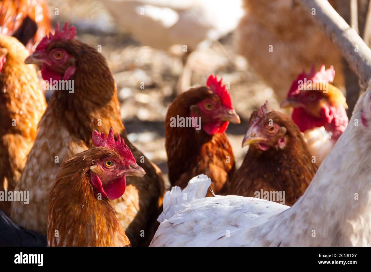 group of assorted chickens in the chicken coop with unfocused ...