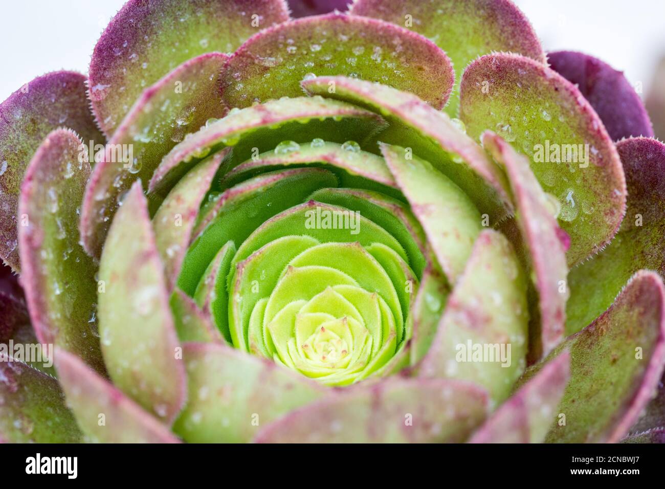 Beautiful green succulent cactus hi-res stock photography and images ...