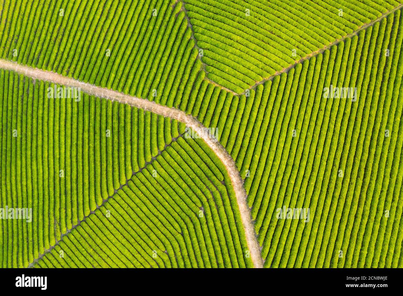 Aerial tea hi-res stock photography and images - Alamy