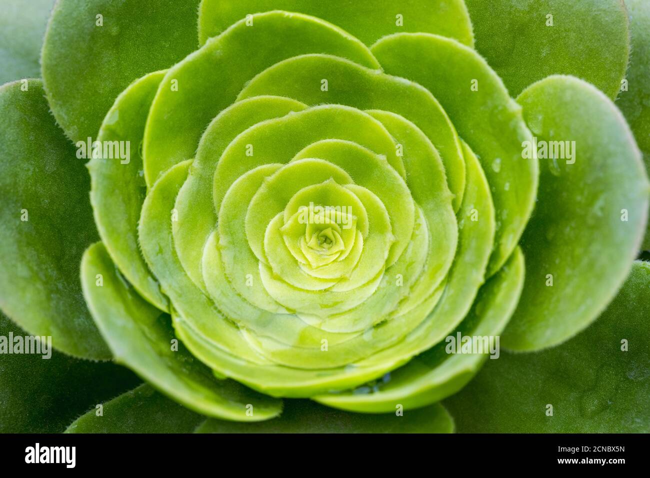 Green color plant macro hi-res stock photography and images - Alamy
