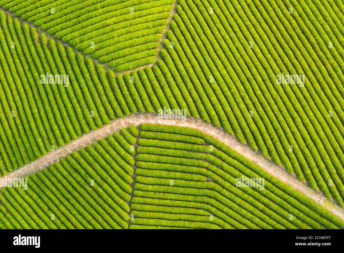 aerial view of tea farm Stock Photo - Alamy