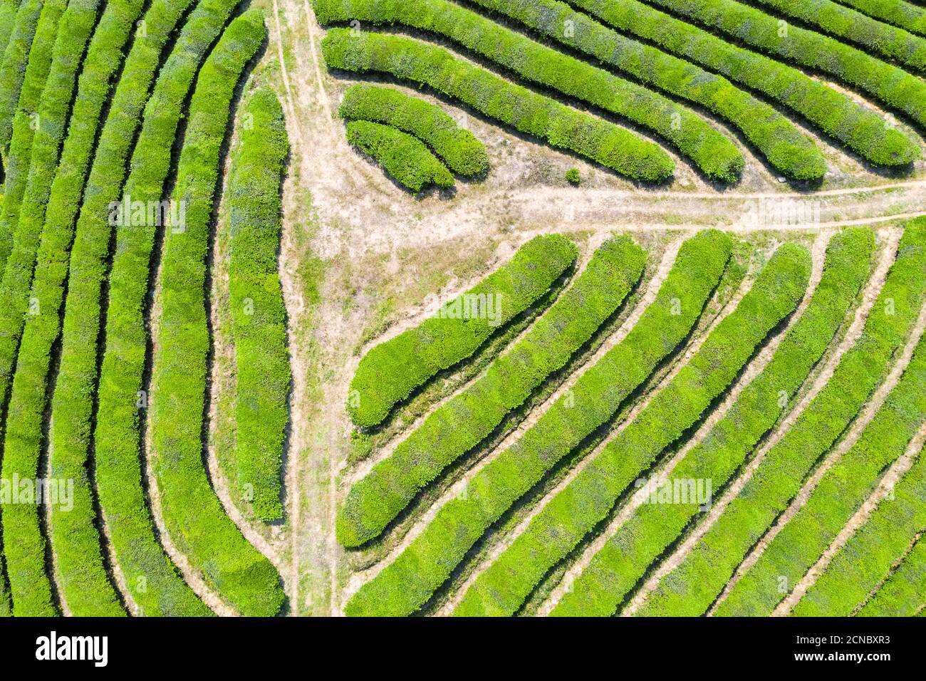 top view of tea farm Stock Photo - Alamy