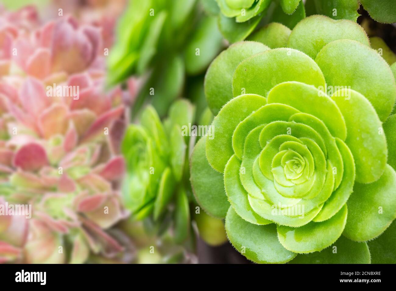 Most beautiful plant hi-res stock photography and images - Alamy