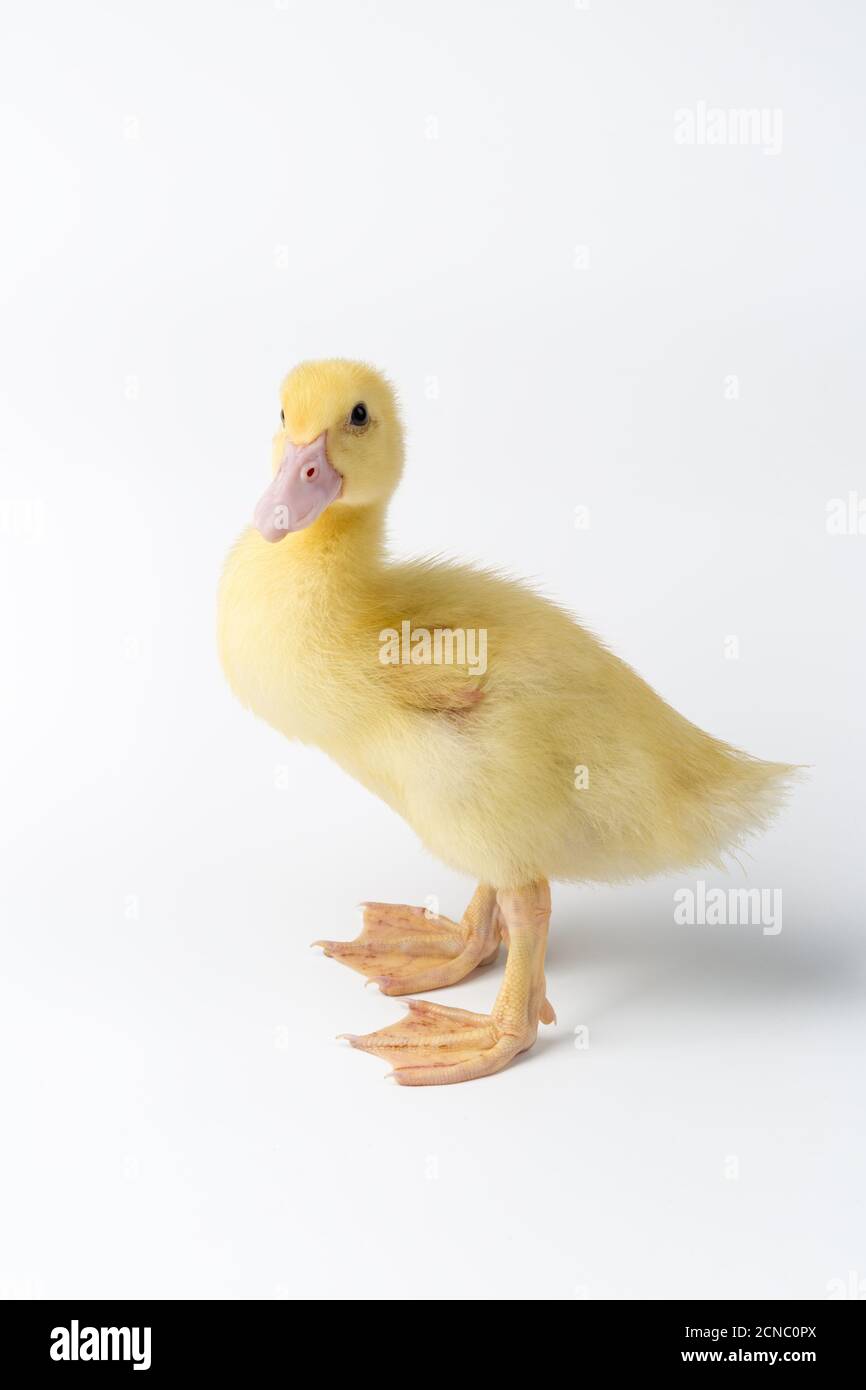 young muscovy duck Stock Photo - Alamy