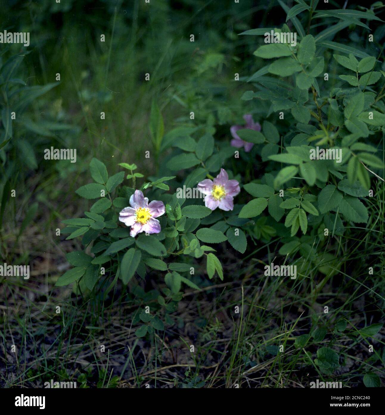 Alberta wild rose hi-res stock photography and images - Alamy