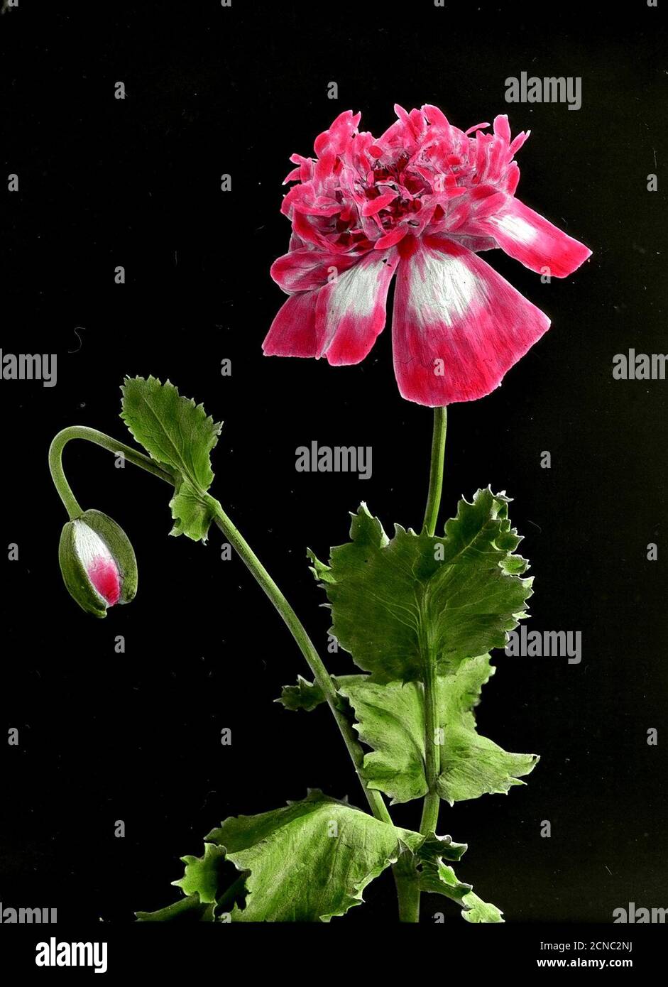 Annual poppy hi-res stock photography and images - Alamy