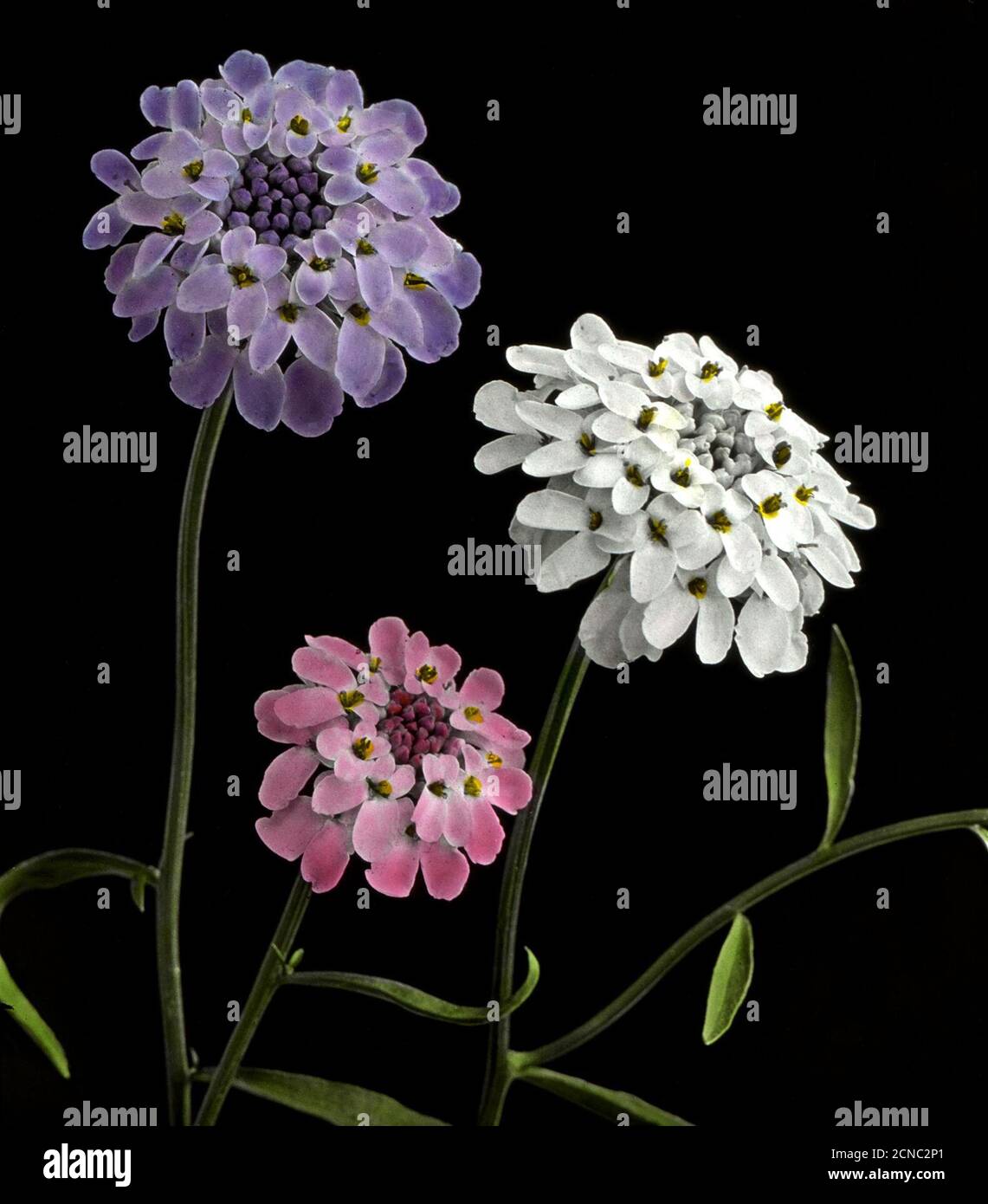 Annual candytuft hi-res stock photography and images - Alamy