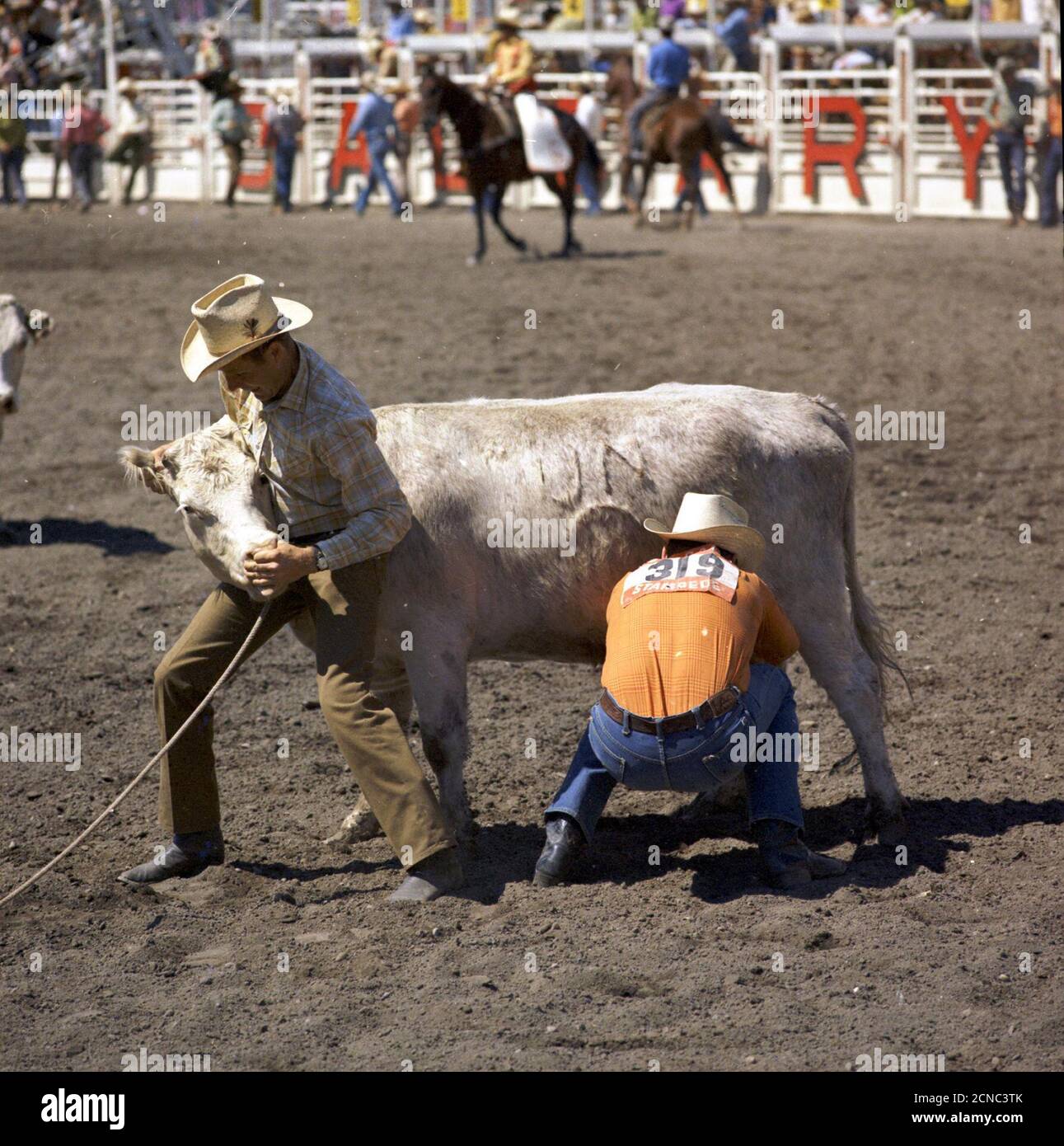Calf roping history hi-res stock photography and images - Alamy