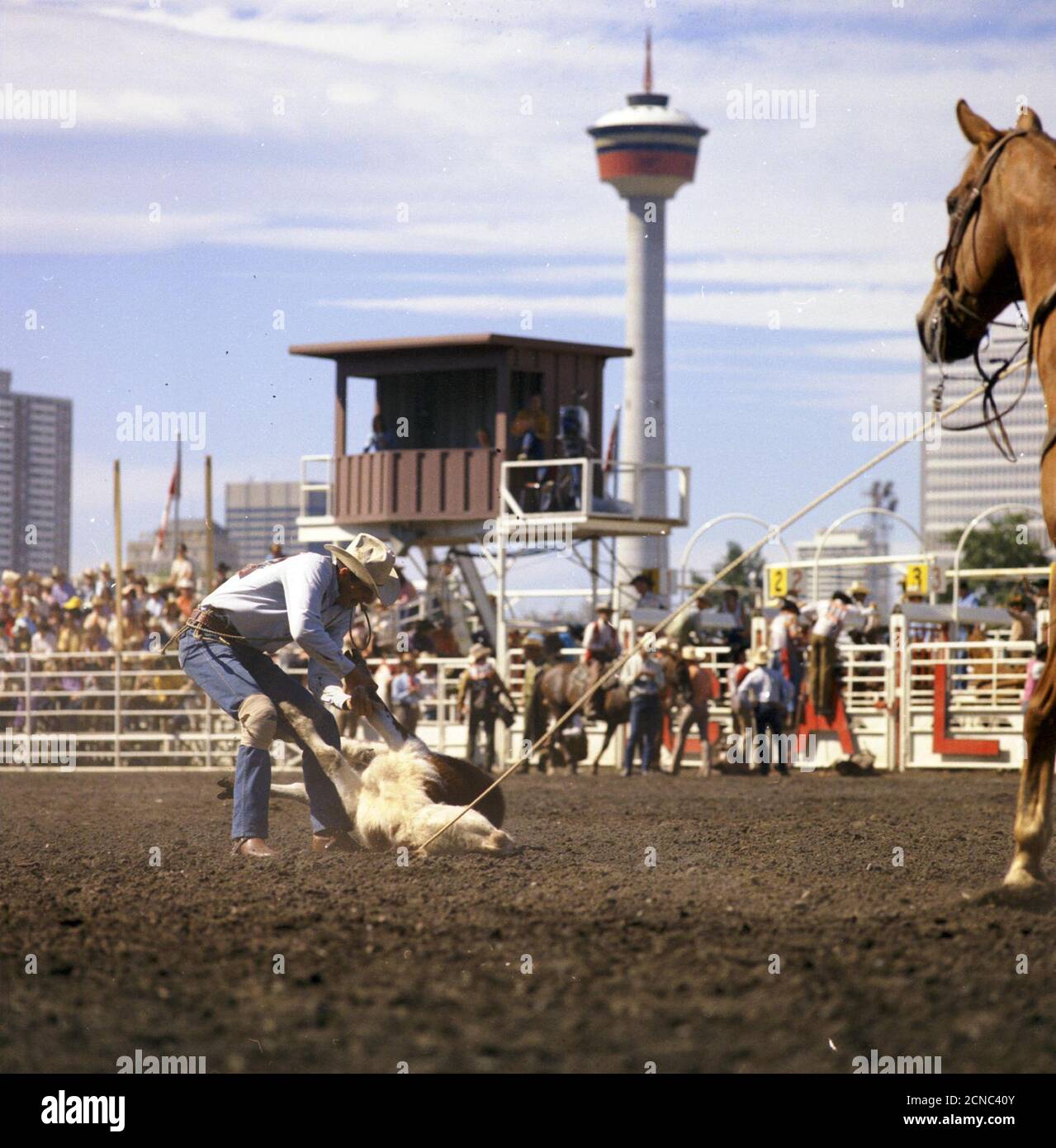 Calf roping history hi-res stock photography and images - Alamy