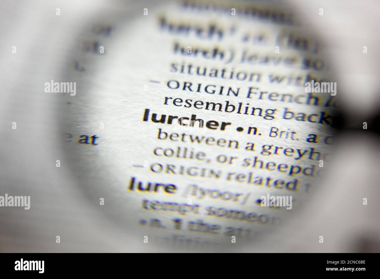 Black and white lurcher hi-res stock photography and images - Alamy