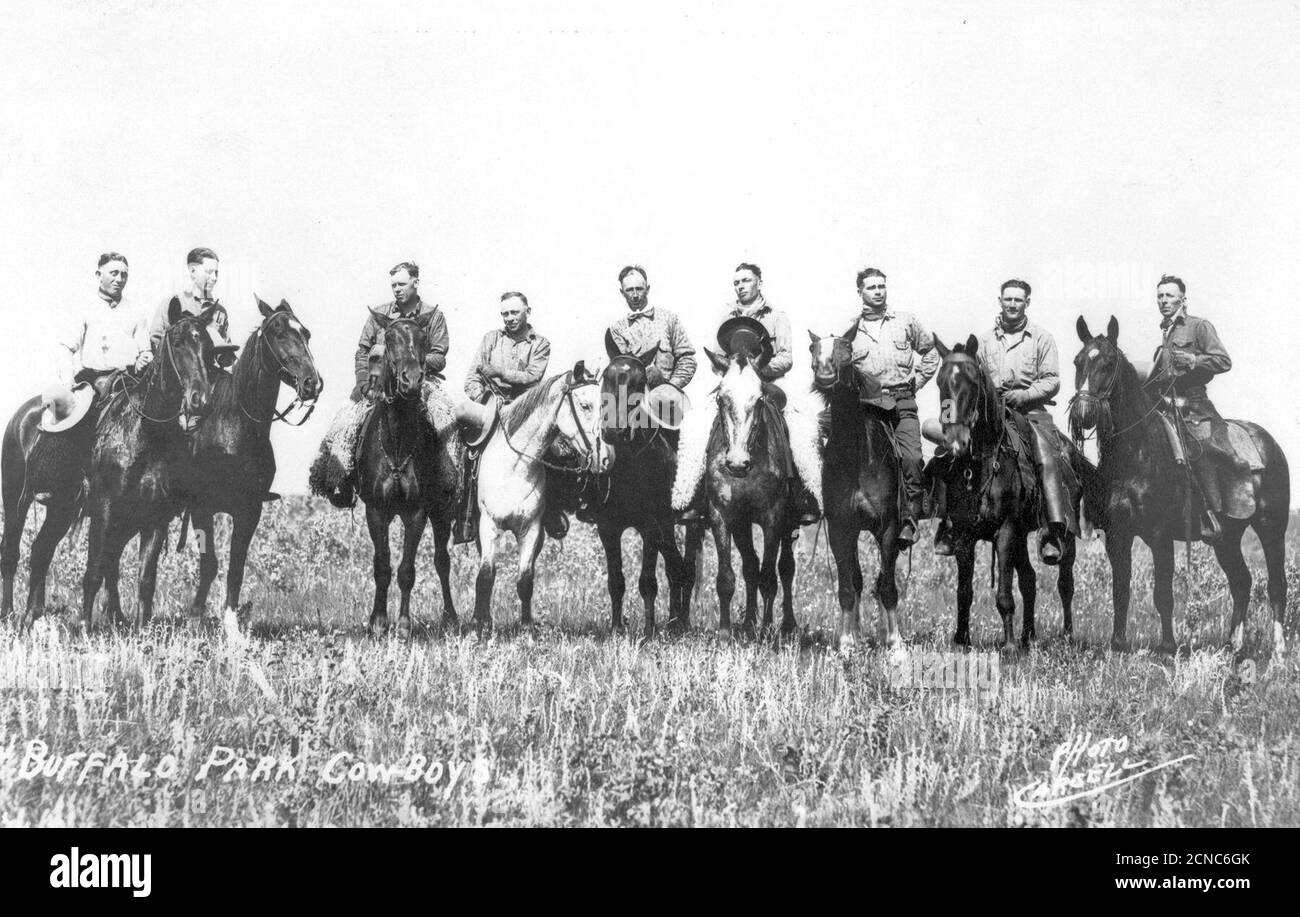Buffalo in white background hi-res stock photography and images - Alamy