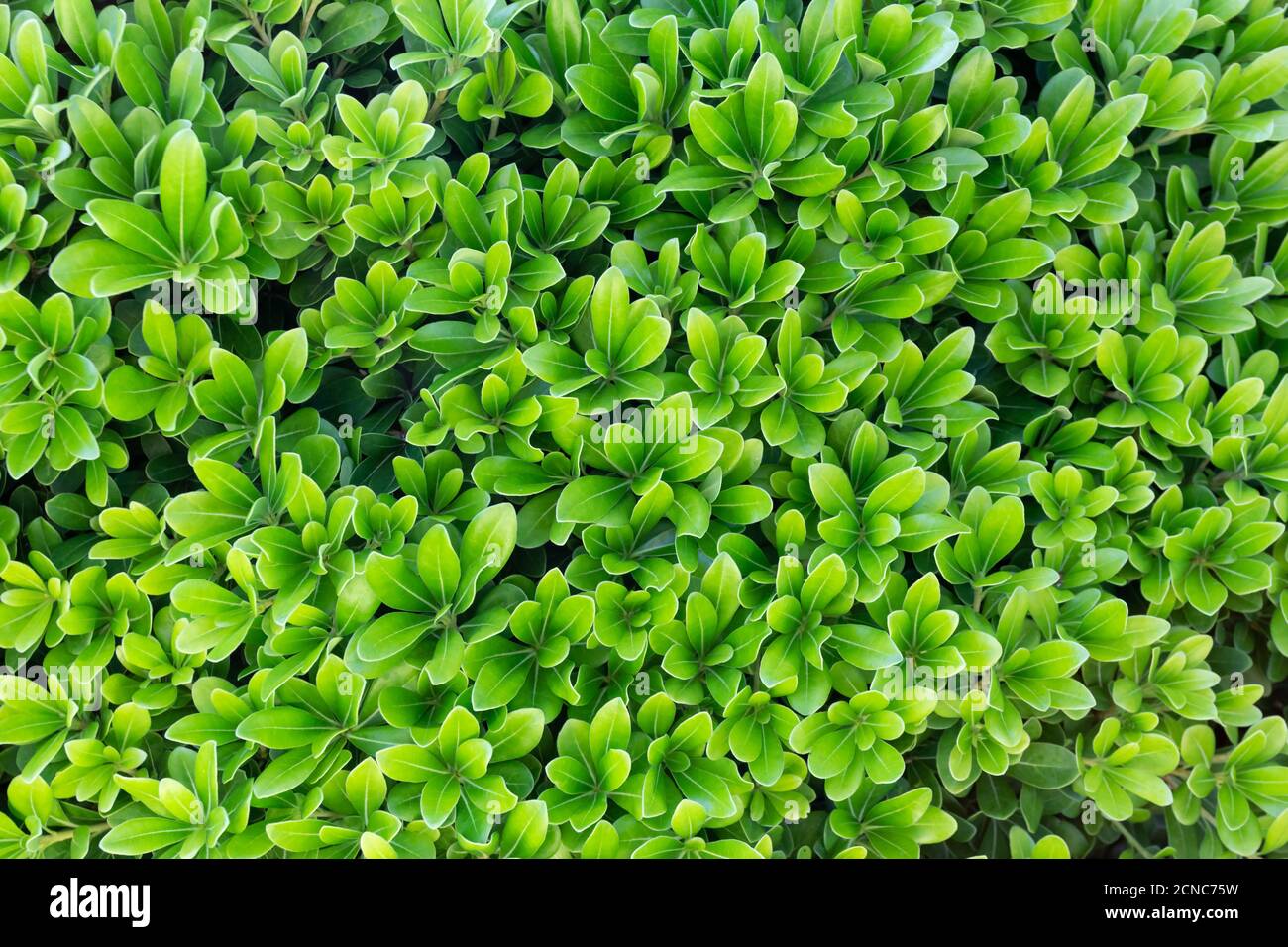 Green leaf background. Juicy young shoots of green boxwood Stock Photo ...