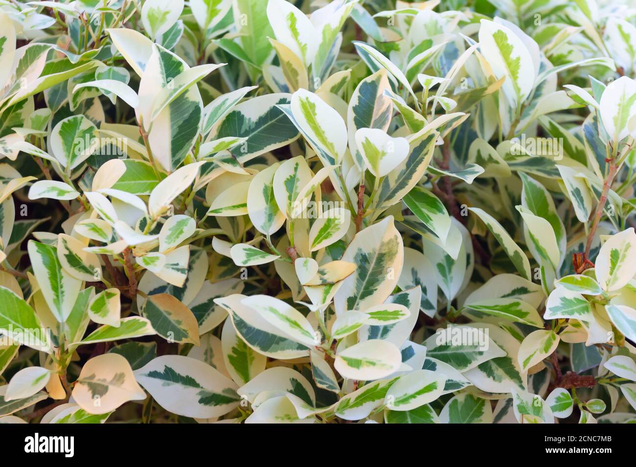 Background of variegated ficus foliage in summer garden Stock Photo - Alamy