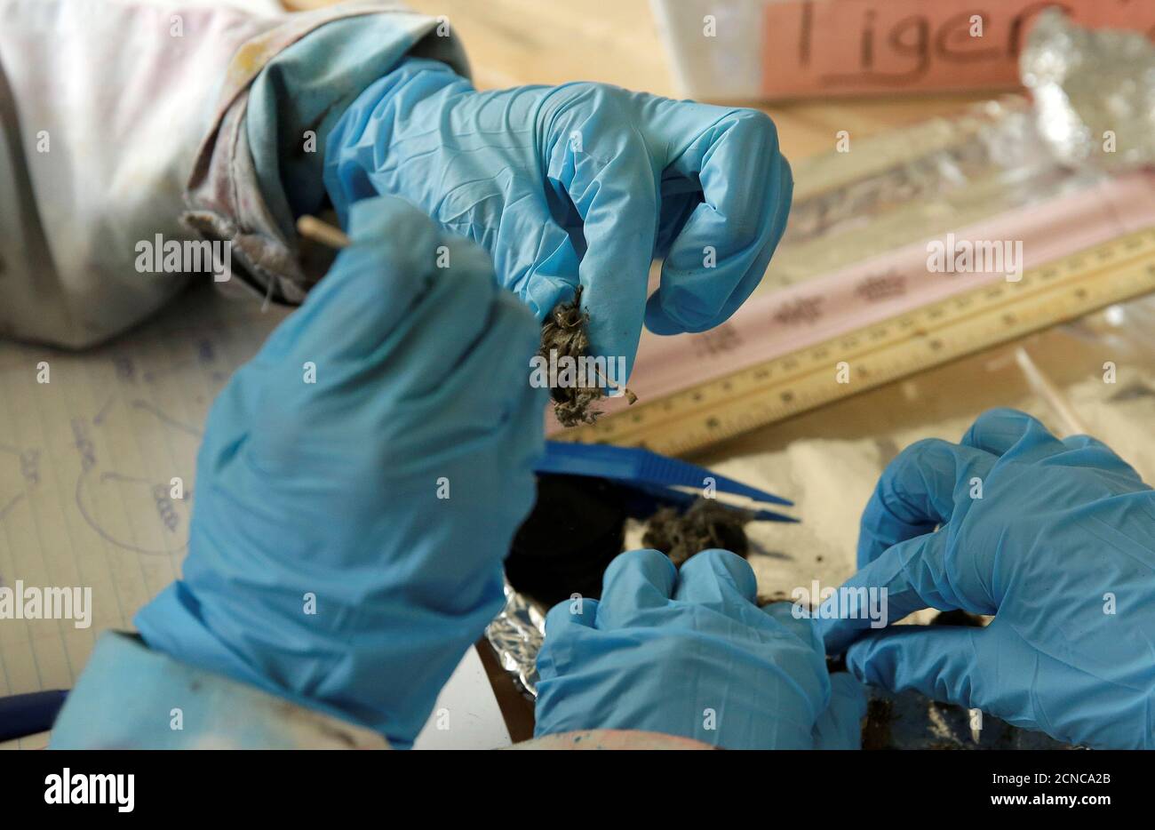 Dissect hi-res stock photography and images - Alamy